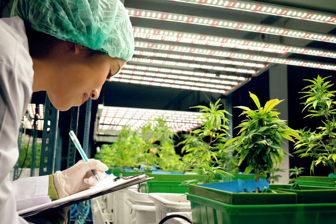 iAnthus careers + employment | Careers in Cannabis