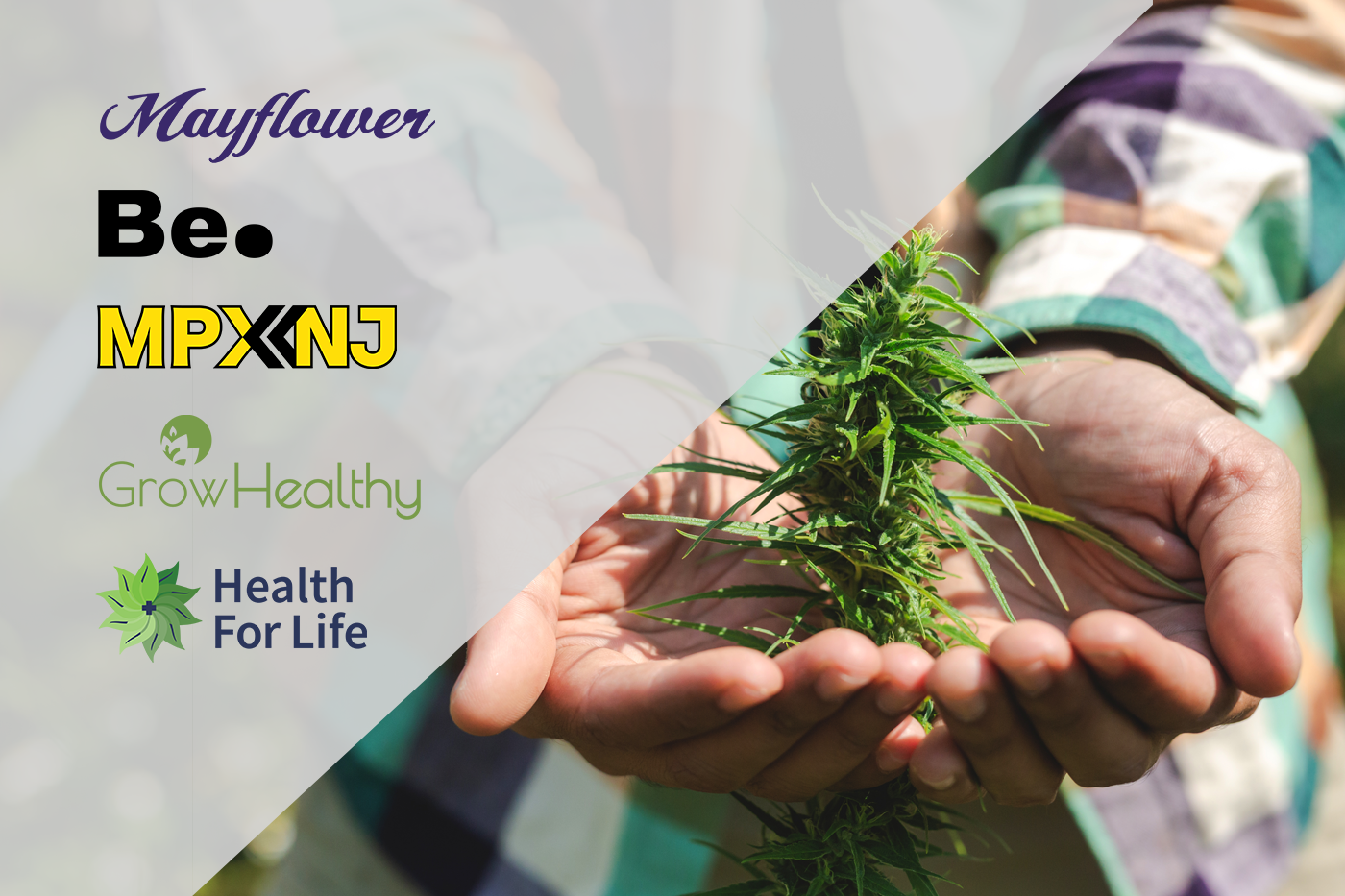 iAnthus careers + employment | Careers in Cannabis
